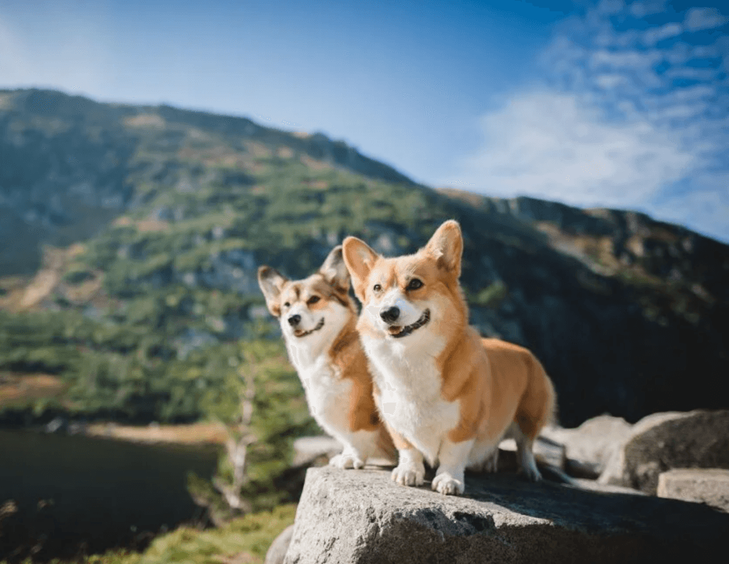 Laparoscopic Surgery - Inspire Animal Hospital - Parker